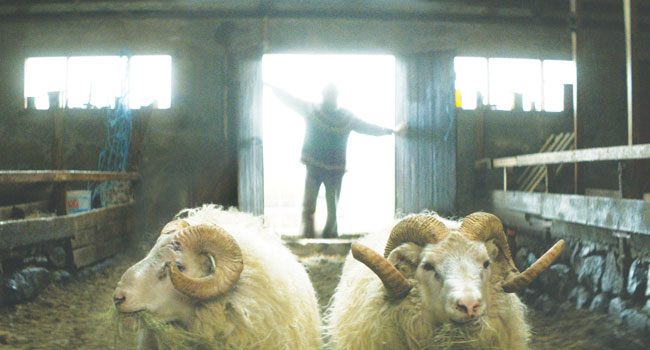 Rams | The Movie Blog