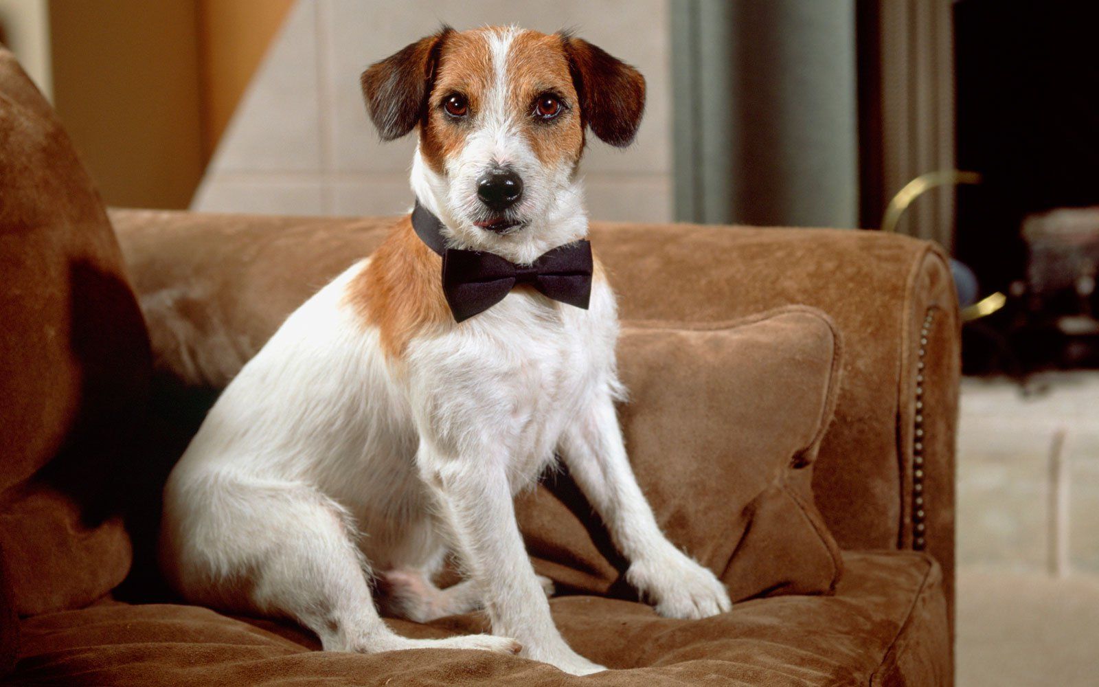 Famous Movie-Star Dogs That Stole Our Hearts | The Movie Blog