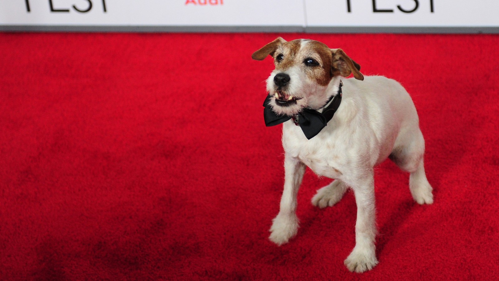 Famous Movie-Star Dogs That Stole Our Hearts
