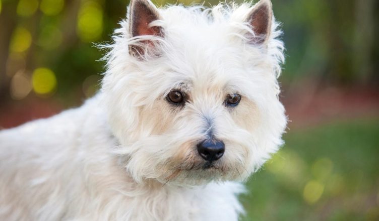 Things You Might Not Know about Cairn Terrier Dog Breeds | The Movie Blog