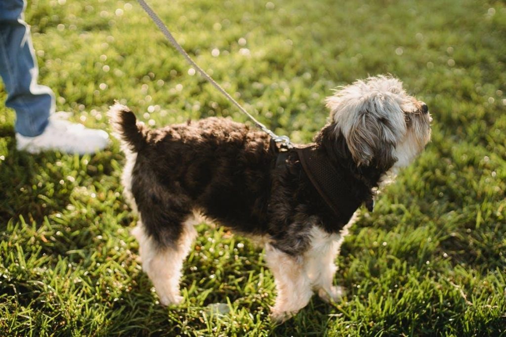 Things You Might Not Know about Cairn Terrier Dog Breeds