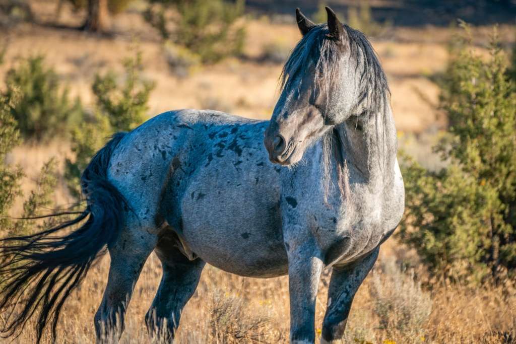 Gerard Butler Narrates Wild Mustang Rescue in Blue Zeus Trailer