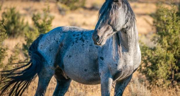 Gerard Butler Narrates Wild Mustang Rescue in Blue Zeus Trailer
