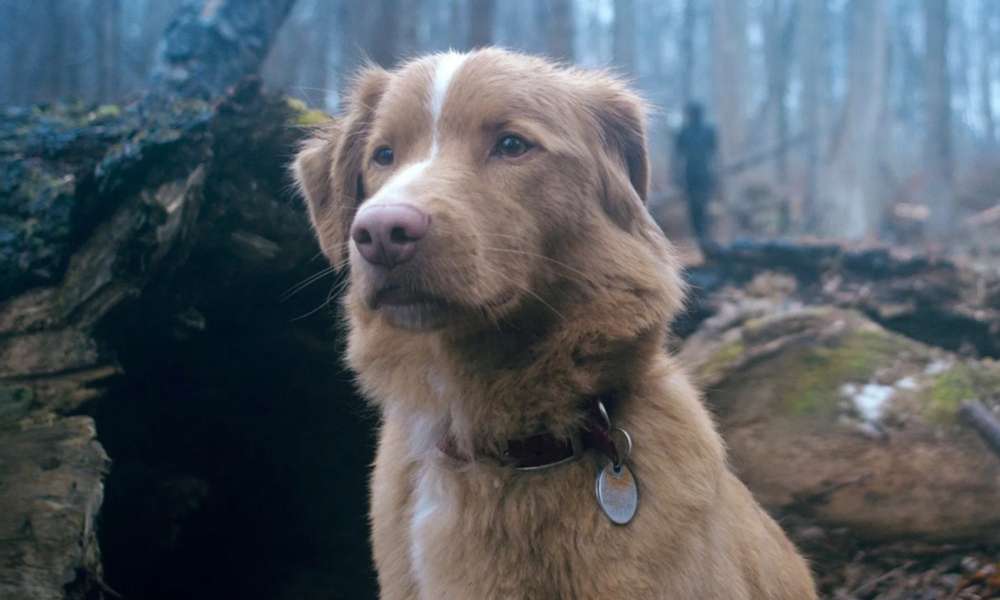 Good Boy Archives | The Movie Blog